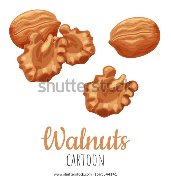 Walnut Cartoon Vector Illustration Isolated Closeup Stock Vector ...