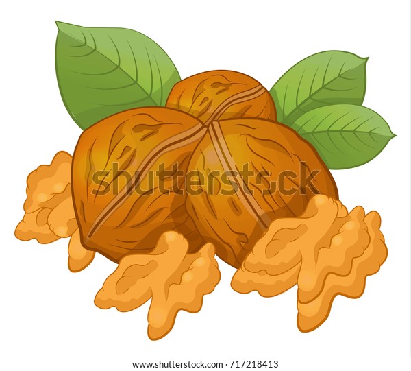 Walnut Cartoon Vector Illustration On White: เวกเตอร์สต็อก (ปลอดค่า ...