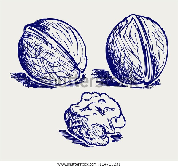 Walnut Doodle Style Stock Vector (Royalty Free) 114715231 | Shutterstock
