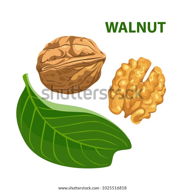Walnut Leaf Isolated On White Background Stock Vector (Royalty Free ...