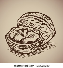 Walnut Sketch Style Vector Illustration Drawn Stock Vector (Royalty ...