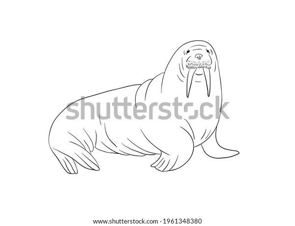 Walrus Line Art Vector Handdrawn Outline Stock Vector (Royalty Free ...