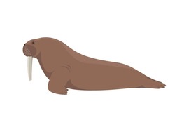 Animal, Walrus, Pinniped, Art Free Stock Photo - Public Domain Pictures