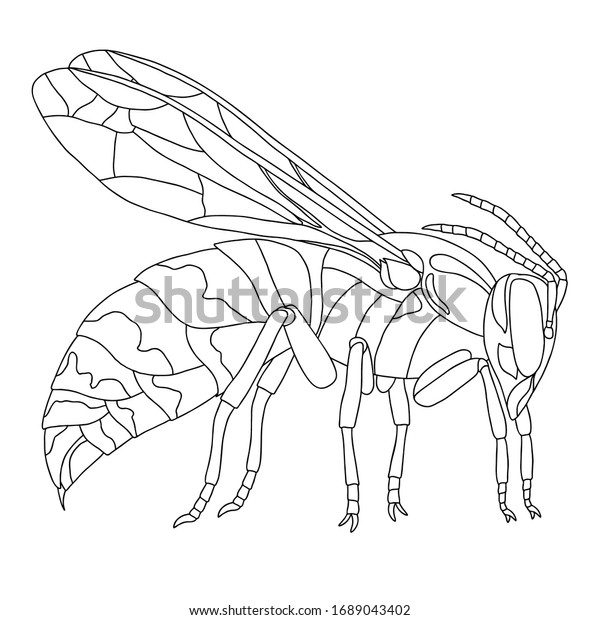 Wasp Outline Realistic Vector Graphic Illustration Stock Vector ...