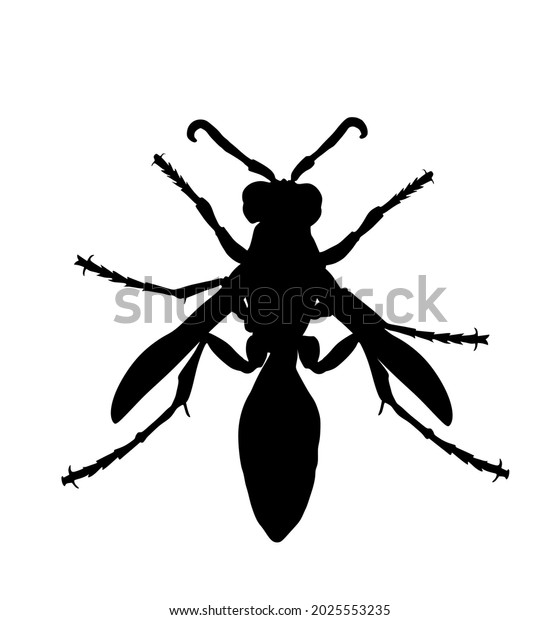 Wasp Vector Silhouette Illustration Isolated On Stock Vector (Royalty ...