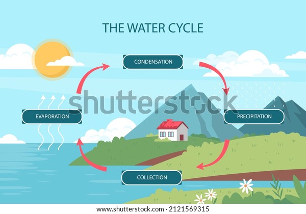 Water Cycle Infographic Ecosystem Concept Water: เวกเตอร์สต็อก (ปลอดค่า ...