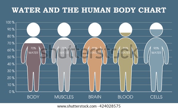 Water Human Body Chart Infographic: เวกเตอร์สต็อก (ปลอดค่าลิขสิทธิ์ ...