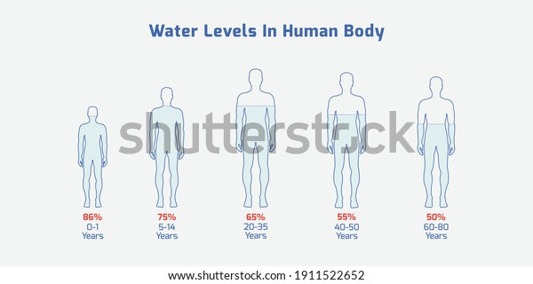 Water Levels Human Body Different Ages: เวกเตอร์สต็อก (ปลอดค่าลิขสิทธิ์ ...