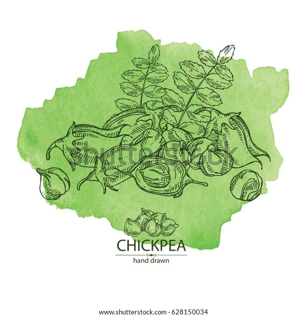 Watercolor Background Chickpea Hand Drawn Stock Vector (Royalty Free ...