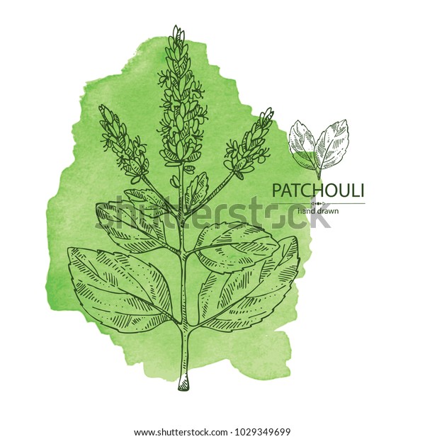 Watercolor Background Patchouli Patchouli Branch Leaves Stock Vector ...