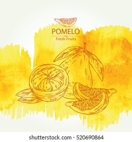 1,167 Pomelo watercolor Images, Stock Photos & Vectors | Shutterstock