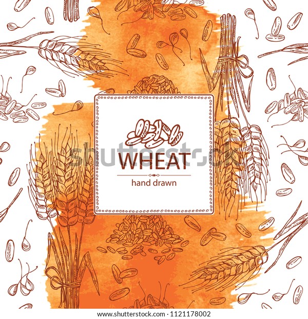 Watercolor Background Wheat Wheat Grain Vector Stock Vector (Royalty ...
