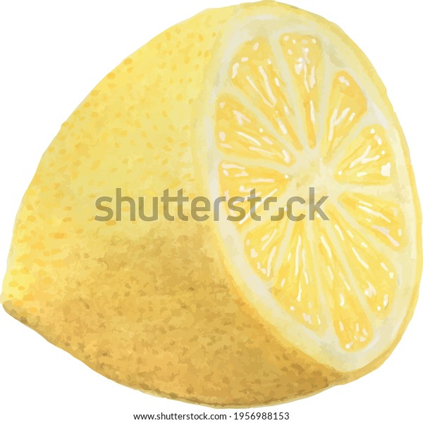 Watercolor Lemon Slice Hand Draw Juicy Stock Vector (Royalty Free ...