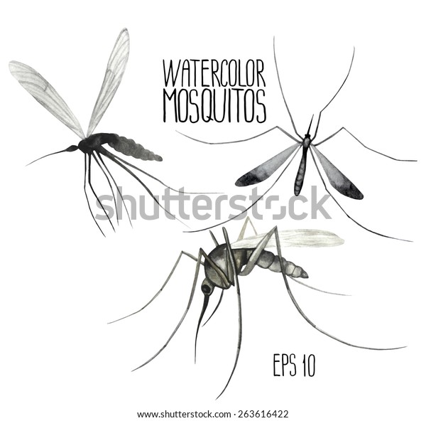 Watercolor Set Mosquitoes Top Front Views Stock Vector (Royalty Free ...