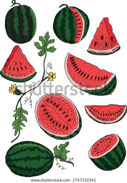 Watermelon Hand Draw Vector Drawing Isolated Stock Vector (Royalty Free ...