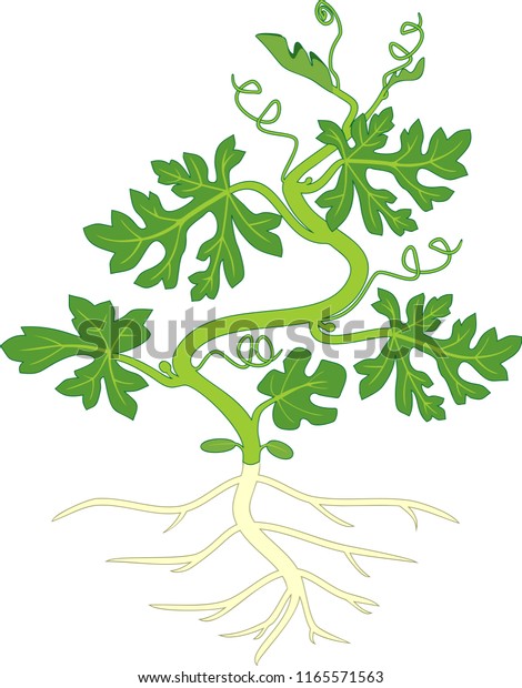 Watermelon Plant Green Leaves Root System Stock Vector (Royalty Free ...