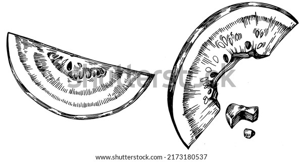 Watermelon Sketch Vector Drawing Isolated Hand: เวกเตอร์สต็อก (ปลอดค่า ...