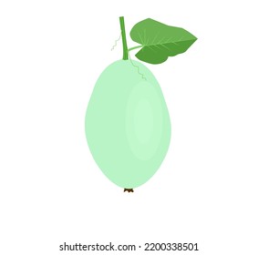 Wax Gourd Chalkumra Realistic Vector Illustration Stock Vector (Royalty ...