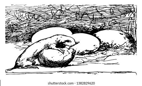 Weasel Images, Stock Photos & Vectors | Shutterstock
