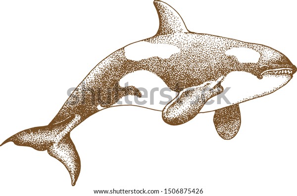 Whale Shark Pointillism Vector Hand Drawing: เวกเตอร์สต็อก (ปลอดค่า ...