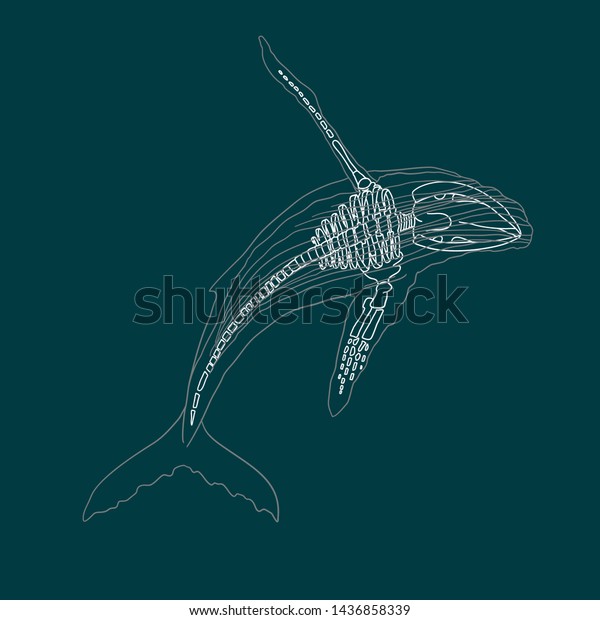 Whale Skeleton Whale Line Illustration Stock Vector (Royalty Free ...