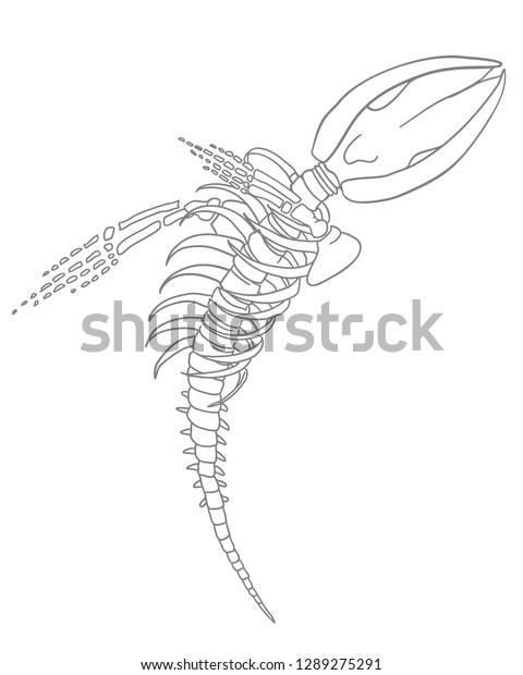 Whales Skeleton Vector Line Illustration Biology 스톡 벡터(로열티 프리 ...