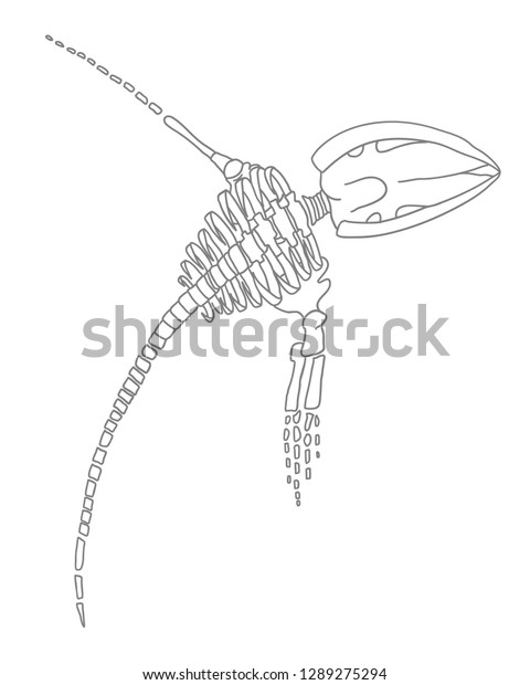 Whales Skeleton Vector Line Illustration Biology Stock Vector (Royalty ...