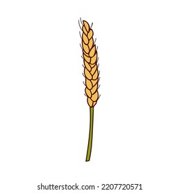 Wheat Colorful Doodle Illustration Vector Wheat Stock Vector (Royalty ...