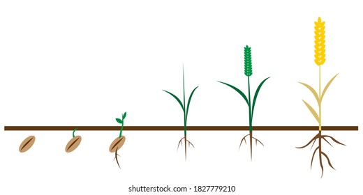 9,273 Wheat roots Images, Stock Photos & Vectors | Shutterstock