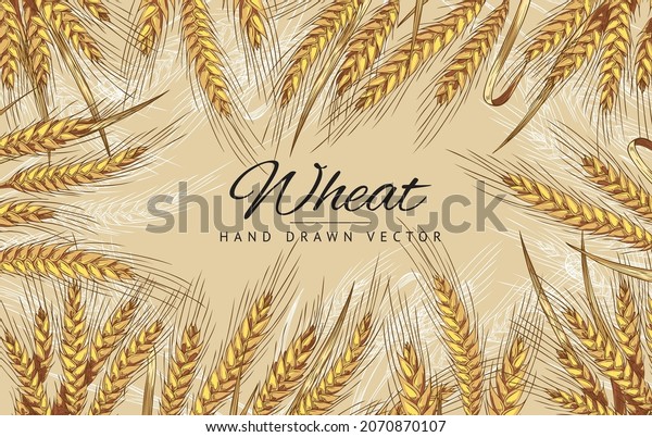 Wheat Hand Drawn Banner Layout Vintage Stock Vector (Royalty Free ...