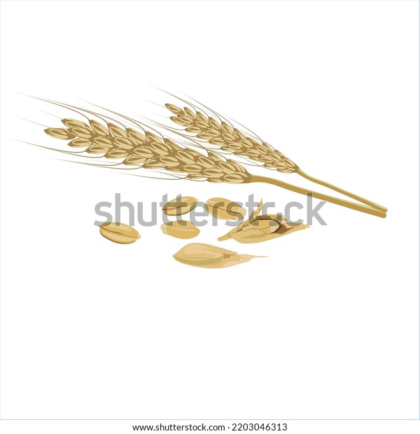 Wheat Kernels Cracked Skin Vector Illustration Stock Vector (Royalty ...