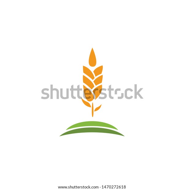 Wheat Paddy Logo Design Inspiration Stock Vector (Royalty Free ...