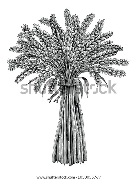 Wheat Stack Hand Drawing Vintage Engraving Stock Vector (Royalty Free ...