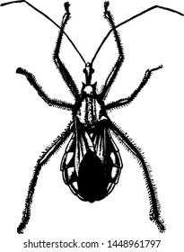 3,301 Wheel Bug Images, Stock Photos & Vectors | Shutterstock