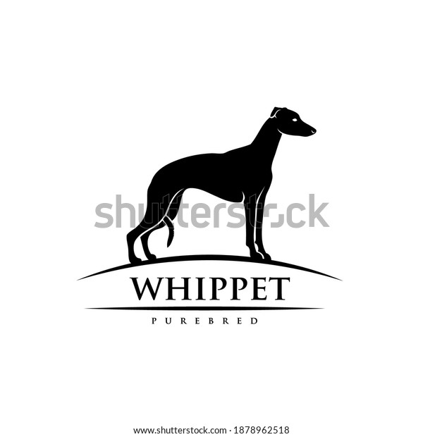 Whippet Dog Isolated Vector Illustration Stock Vector (Royalty Free ...