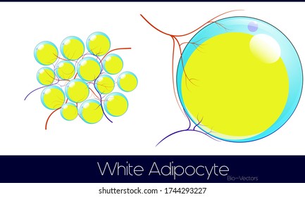 Adipocyte Stock Vectors, Images & Vector Art | Shutterstock