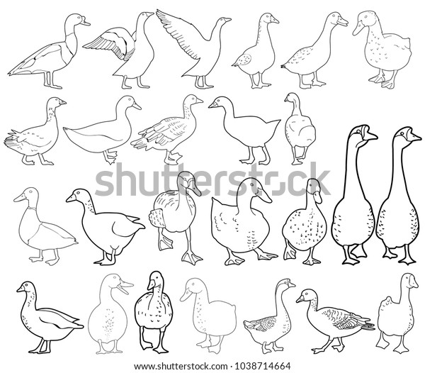 White Background Sketch Gander Set Stock Vector (Royalty Free ...