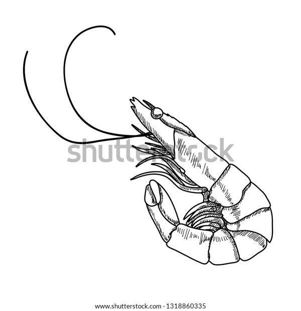 White Background Sketch Shrimp Stock Vector (Royalty Free) 1318860335 ...
