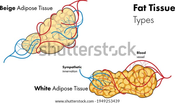 White Beige Adipose Tissue Fat Tissue Stock Vector (Royalty Free ...