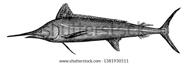 White Marlin Sailfish Called Billfish Spearfish Stock Vector (Royalty ...