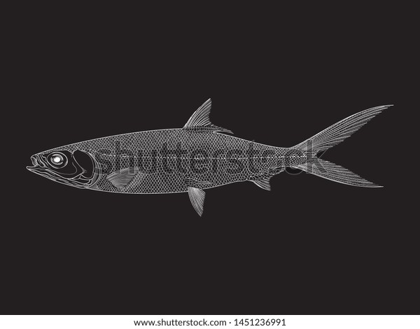 White On Black Background Milkfish Vector Stock Vector (Royalty Free ...