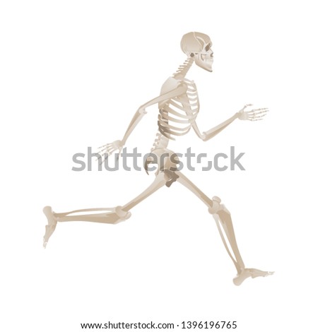 Human Skeleton Drawing Reference | Free download on ClipArtMag