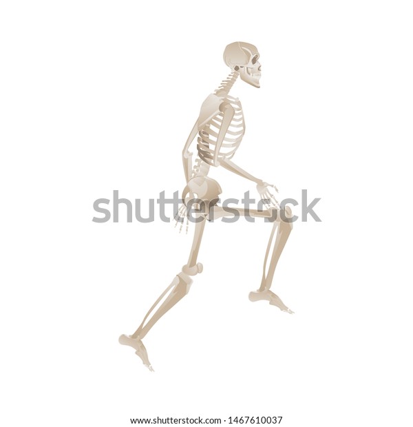 White Skeleton Running Motion Sideways View Stock Vector (Royalty Free ...