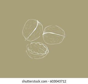 White Sketch Walnuts Outline Vector Illustration Stock Vector (Royalty ...