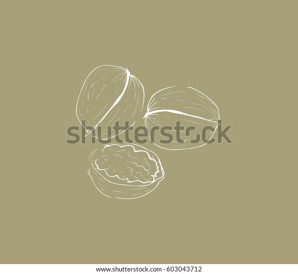 White Sketch Walnuts Outline Vector Illustration Stock Vector (Royalty ...