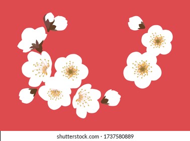 White Ume Flower On Red Background Stock Vector (Royalty Free ...