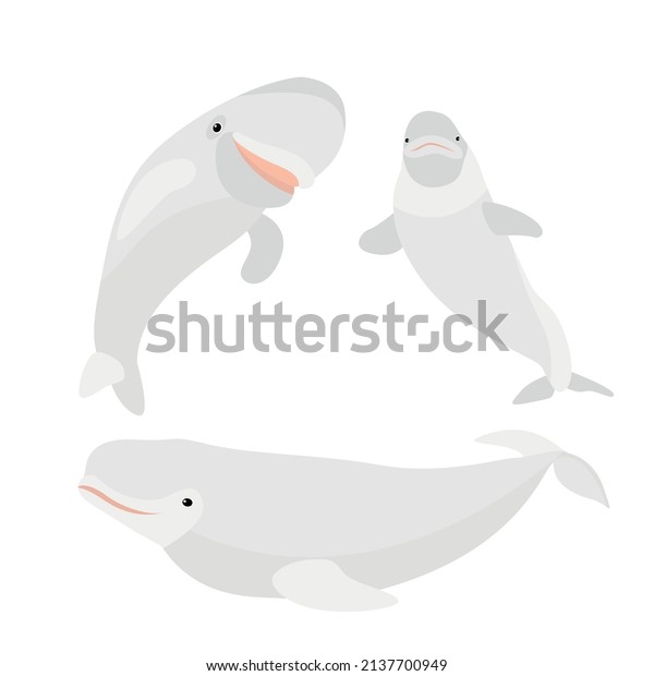 White Whale Vector Illustration Set: เวกเตอร์สต็อก (ปลอดค่าลิขสิทธิ์ ...