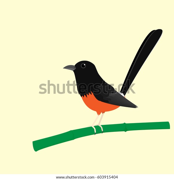 Whiterumped Shama Bird Cartoon Vector Design: vector de stock (libre de ...