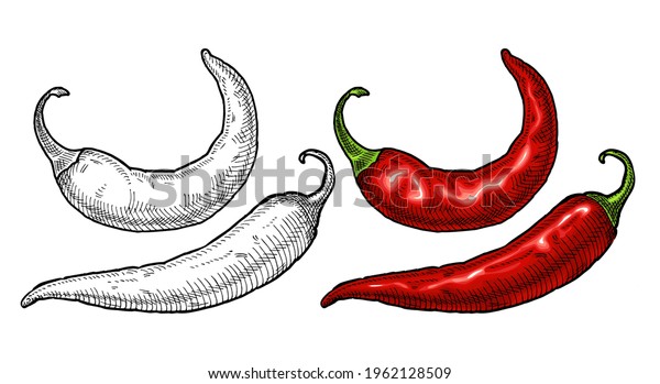 43,203 Chilli Vector Images, Stock Photos & Vectors | Shutterstock