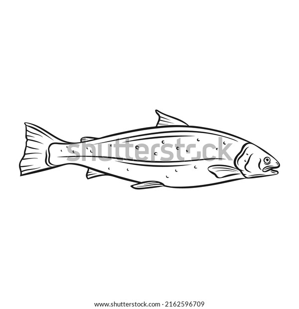 62 Whole Salmon Outline Images, Stock Photos & Vectors | Shutterstock